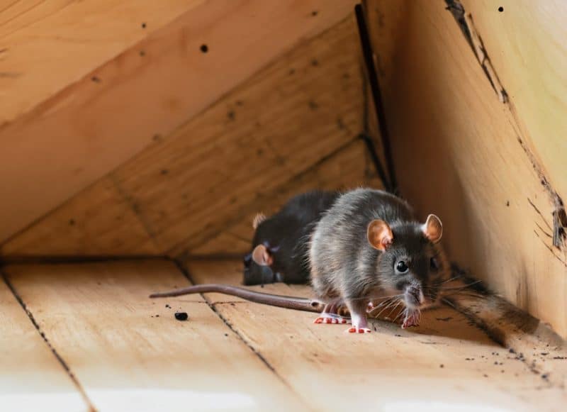 Pourquoi il y a des rats chez moi ? | Algo3D