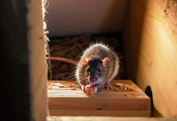 Que mange les rats : ce qu'ils mangent vraiment | ALGO3D