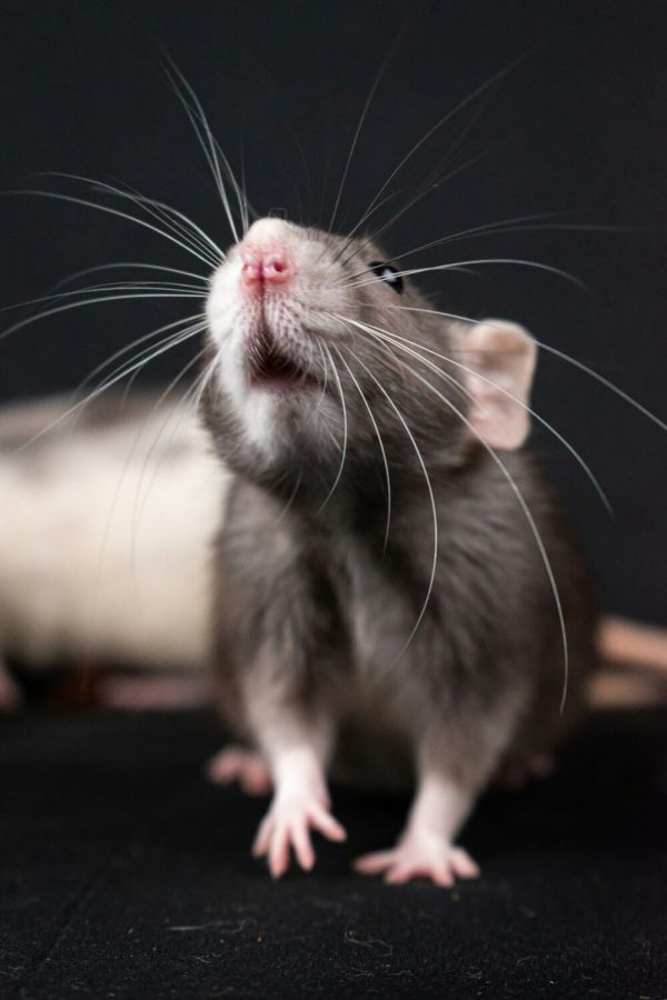 Que mange les rats : ce qu'ils mangent vraiment | ALGO3D
